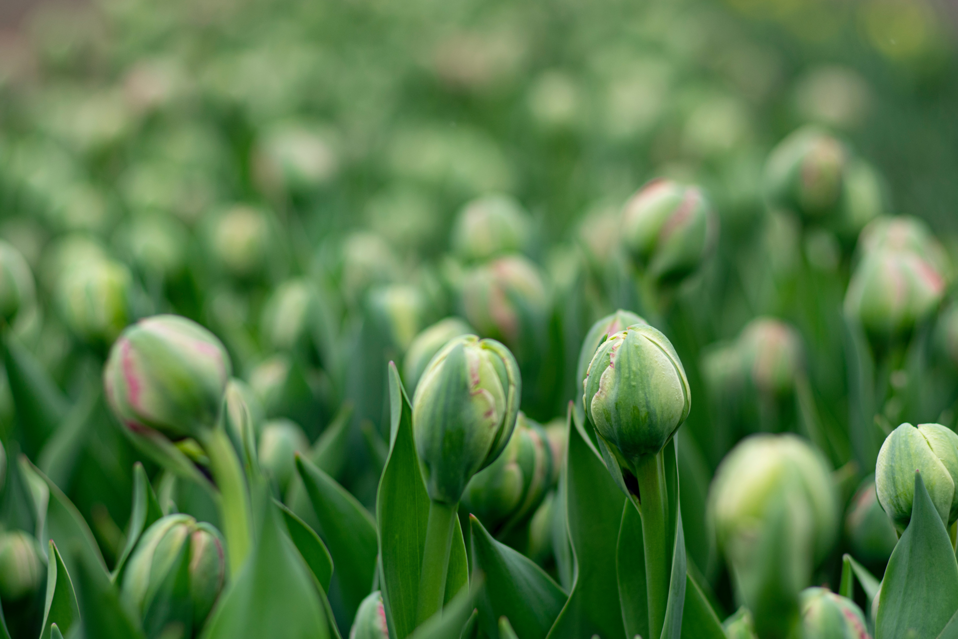 4 Easy Steps to Plant a Flower Bulb - Dengarden