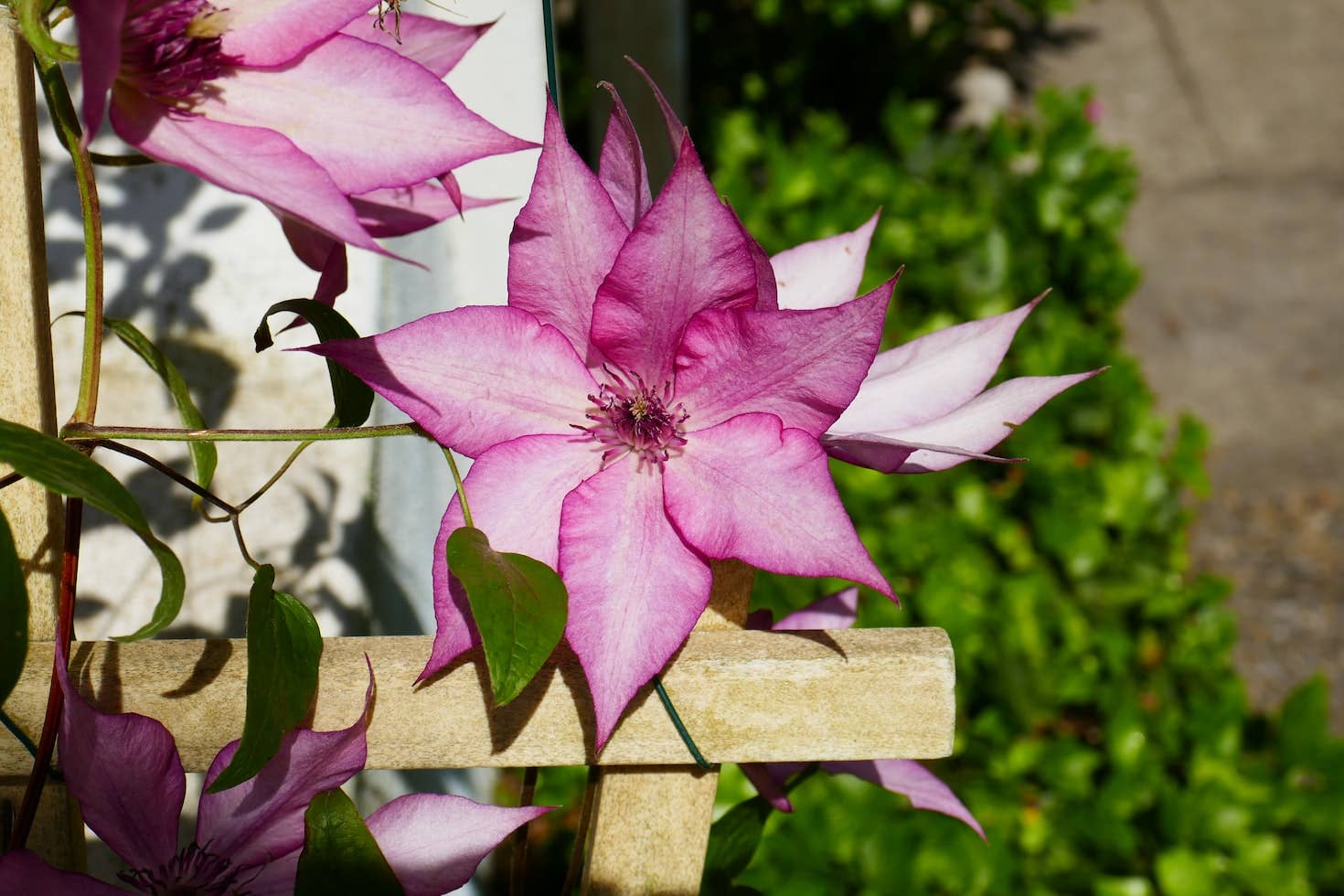 20+ Plants and Flowers to Include in Your Zone 5 Garden - Dengarden