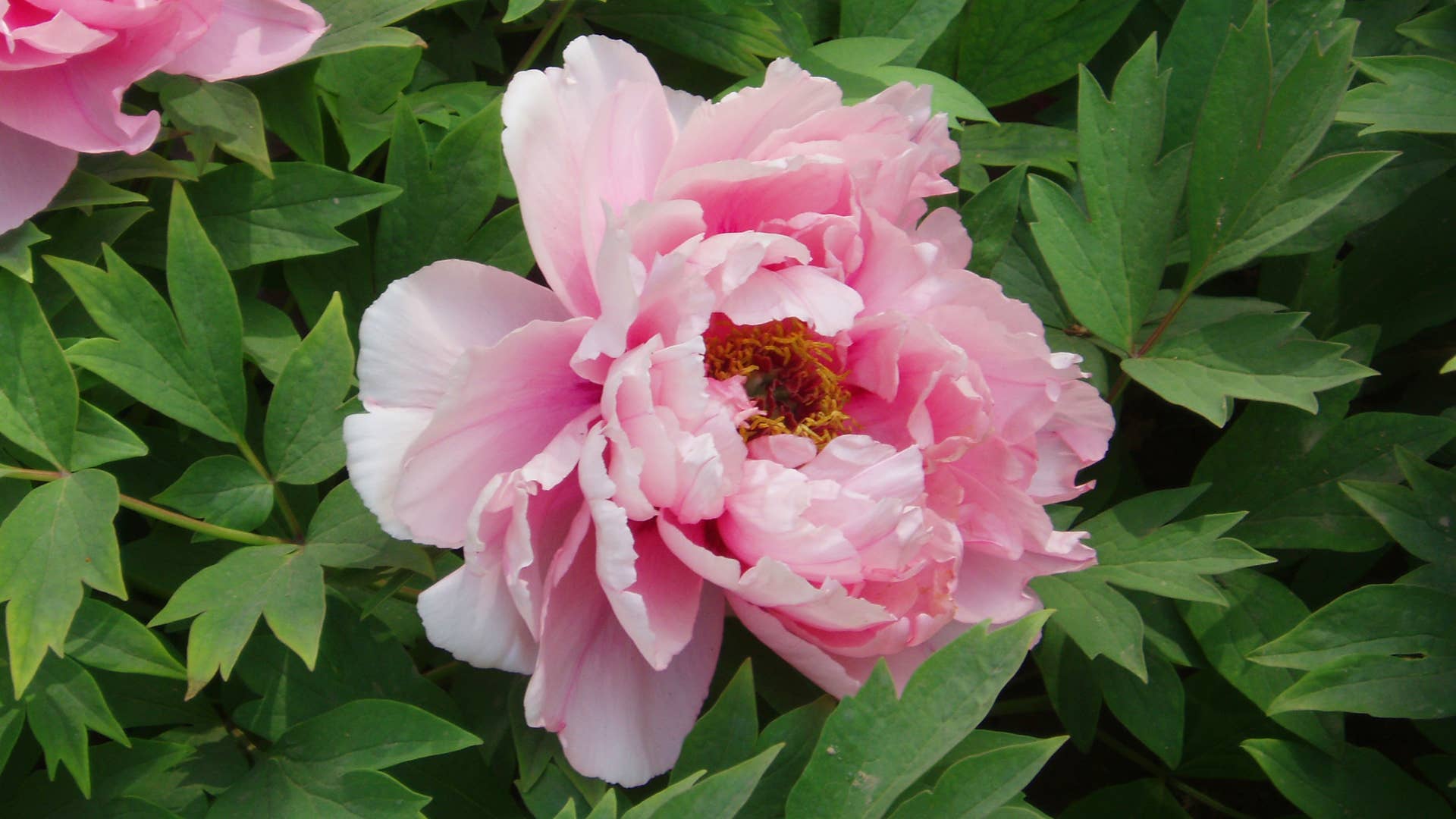 30 Flowers and Their Meanings With Pictures - Dengarden