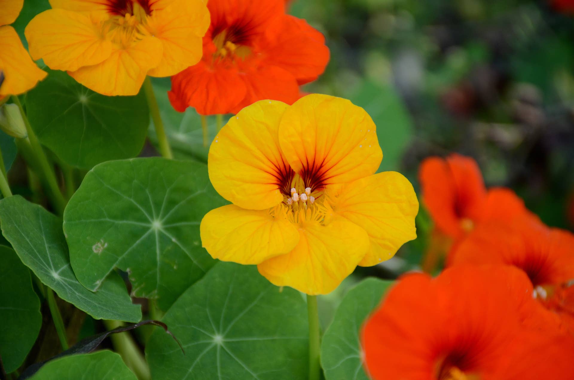 How to Grow and Care for Nasturtium - Dengarden