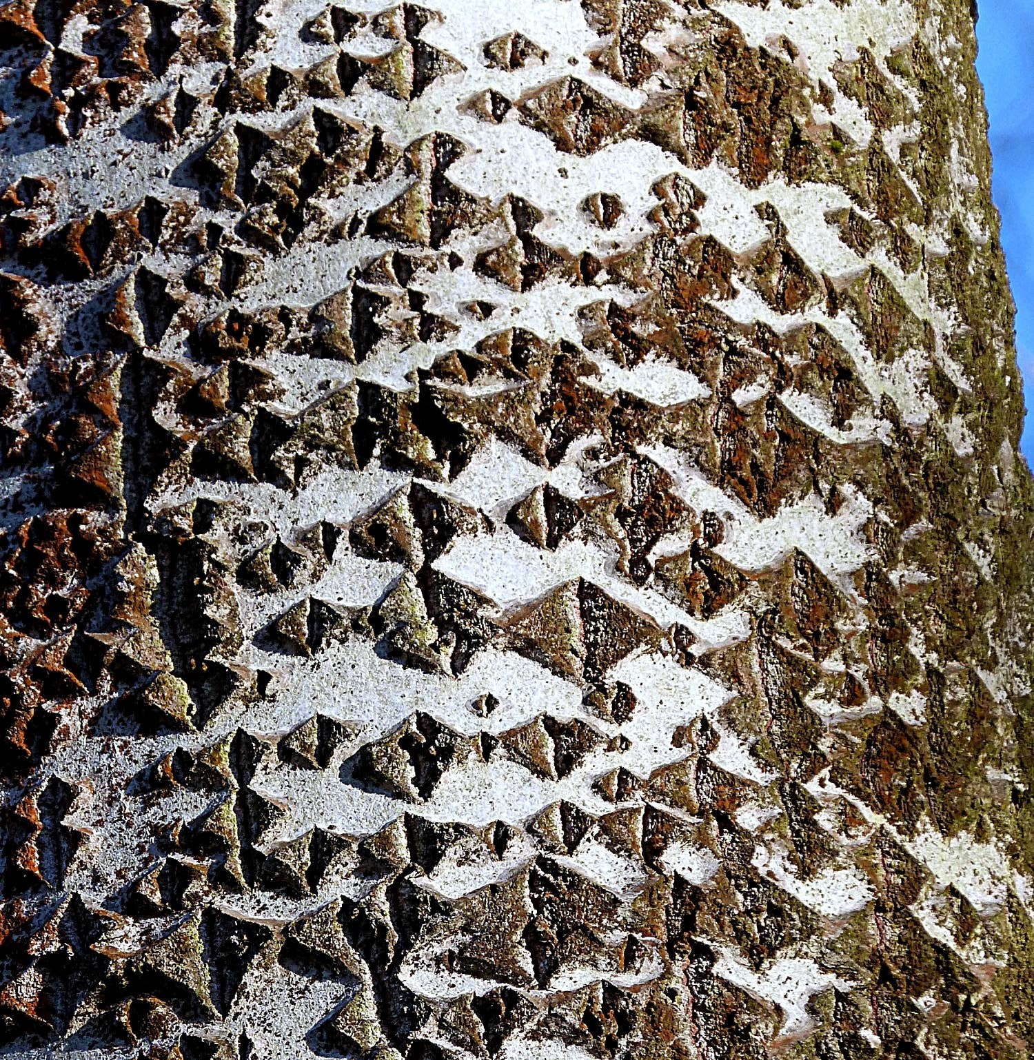 Types of Trees With White Bark - Dengarden