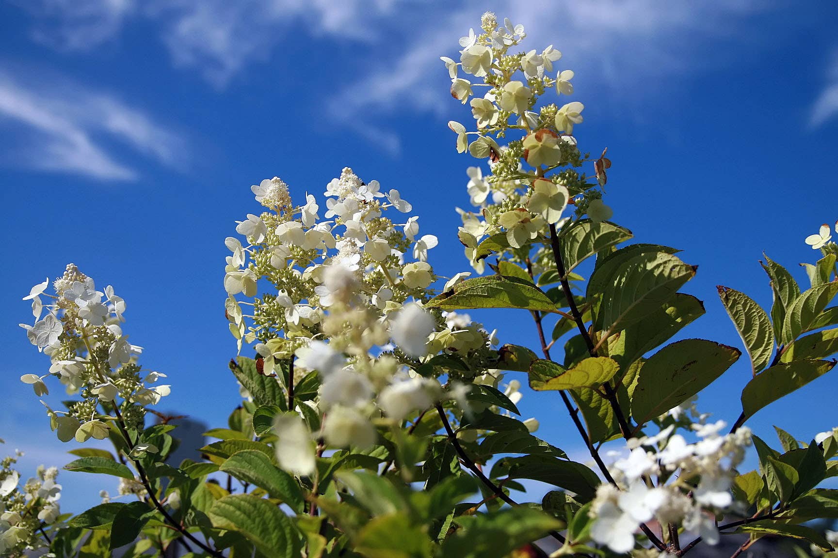 Types of White Flowers With Names and Pictures - Dengarden
