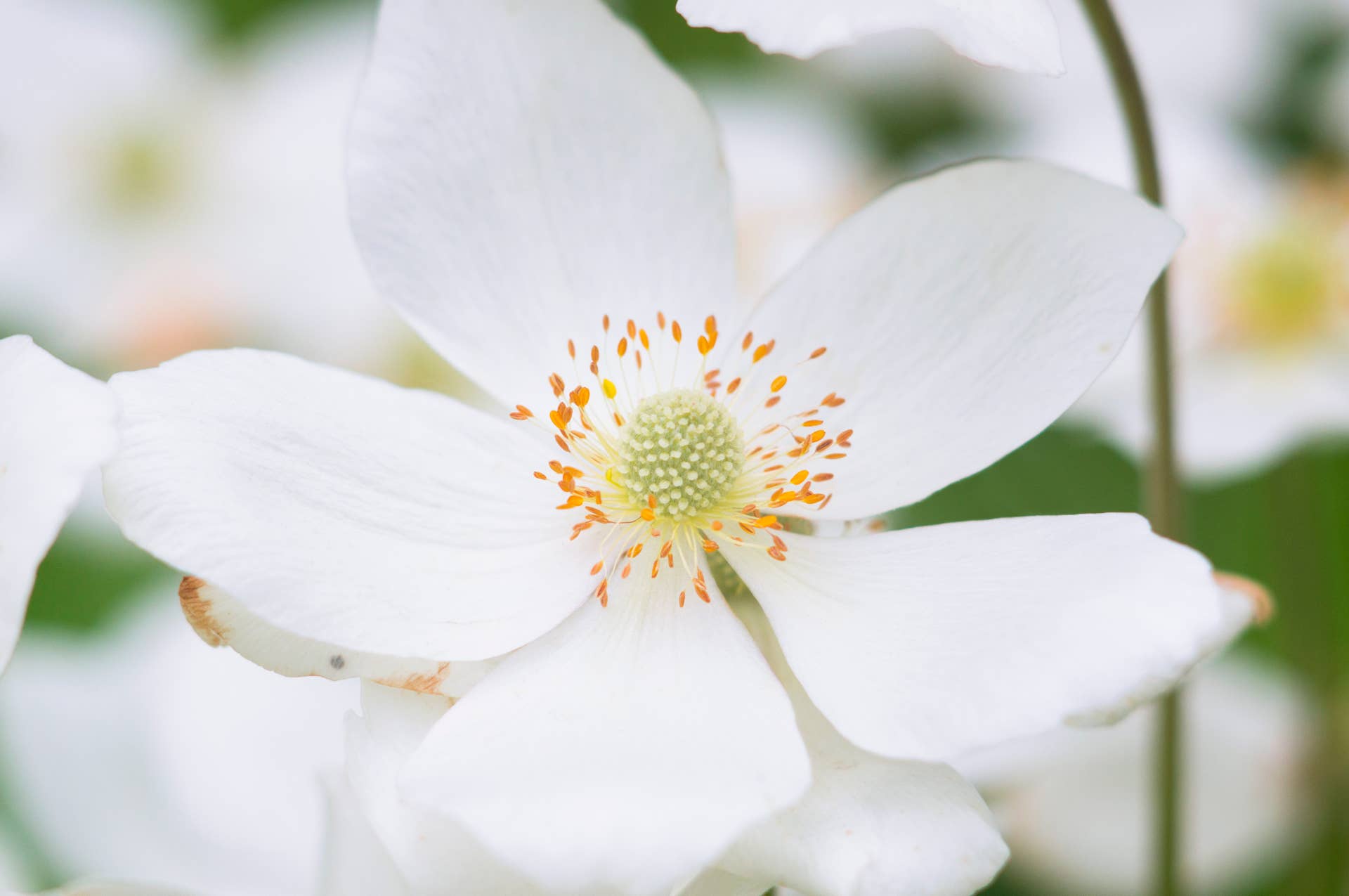 Types of White Flowers With Names and Pictures - Dengarden