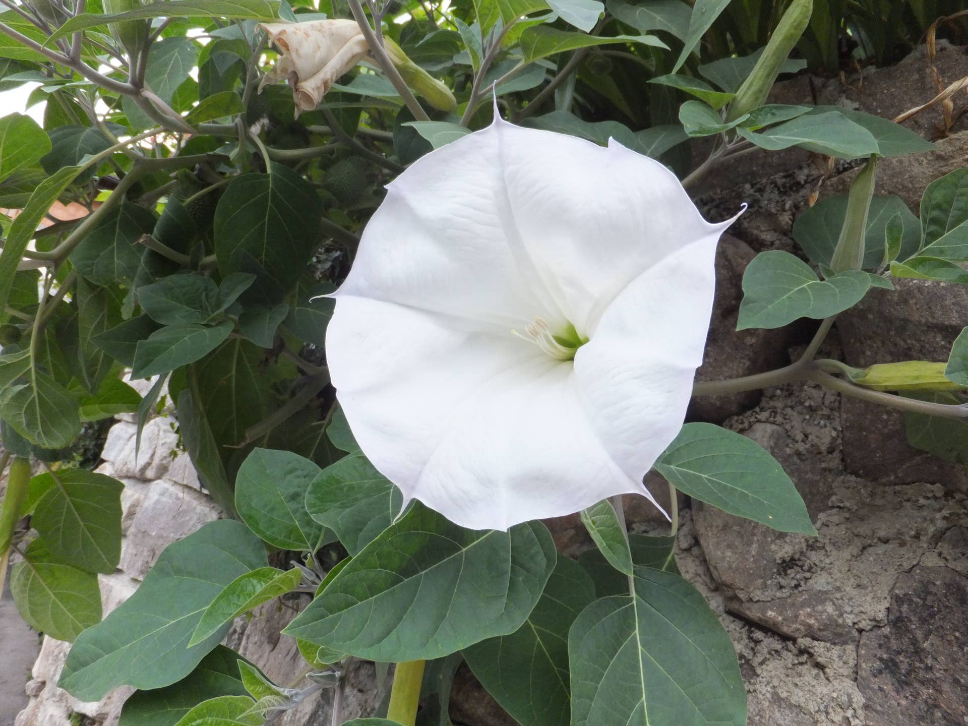 Types of White Flowers With Names and Pictures - Dengarden