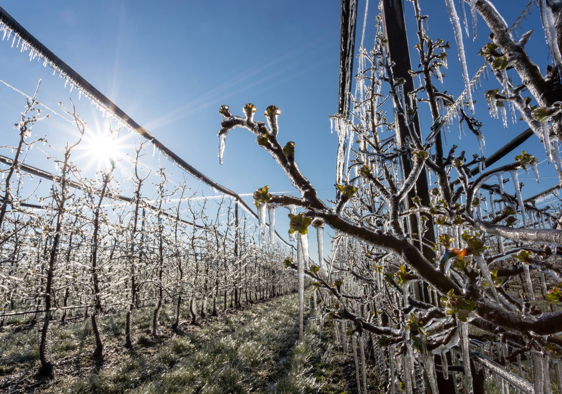 Gardener Explains Why You Should Not Cut Back Frost Damaged Limbs and ...