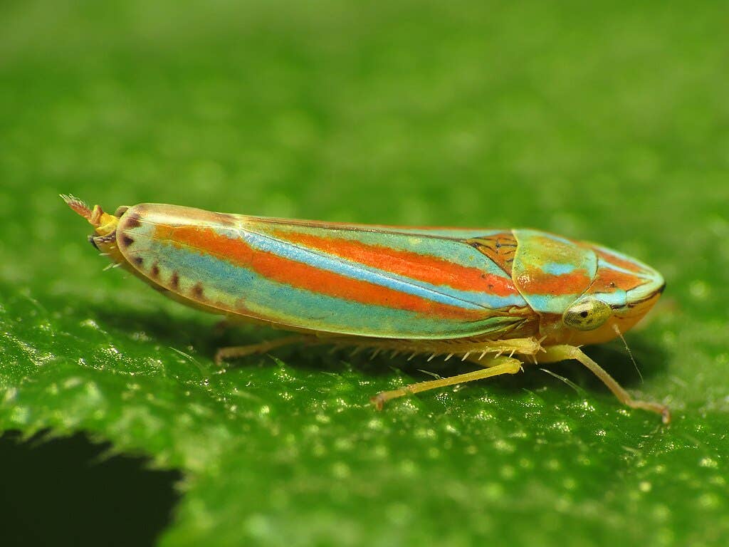10 Tiny Garden Pests That Can Cause Big Damage (and What You Can Do ...