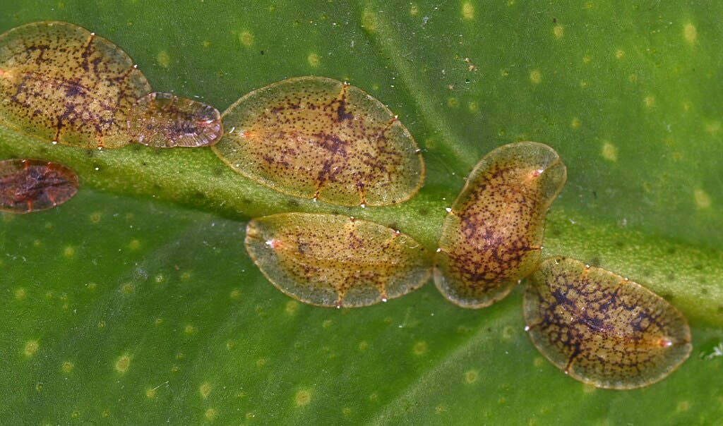 10 Tiny Garden Pests That Can Cause Big Damage (and What You Can Do ...
