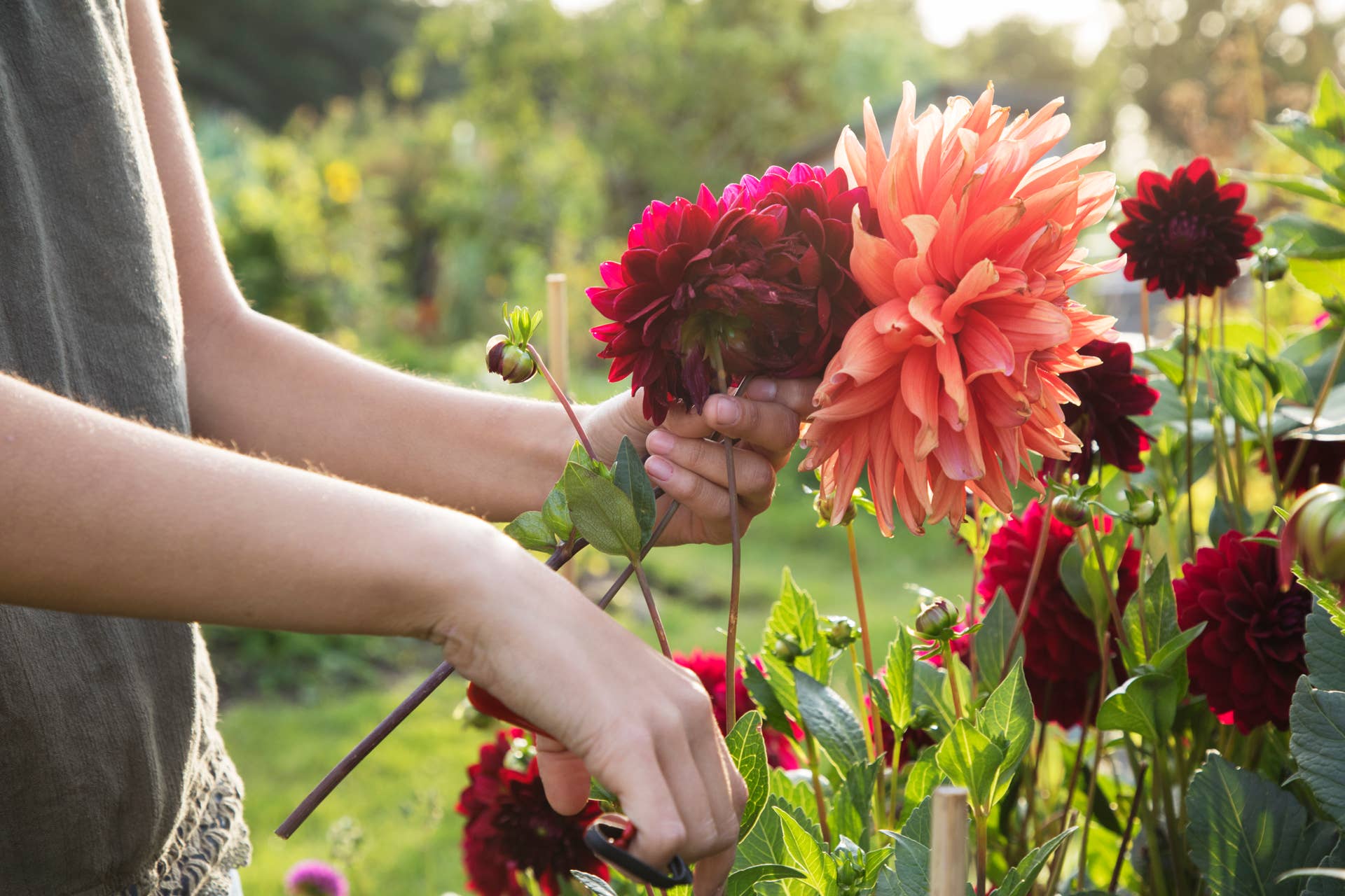 3 Beginner-Friendly Flowers for a Cut Flower Garden - Dengarden