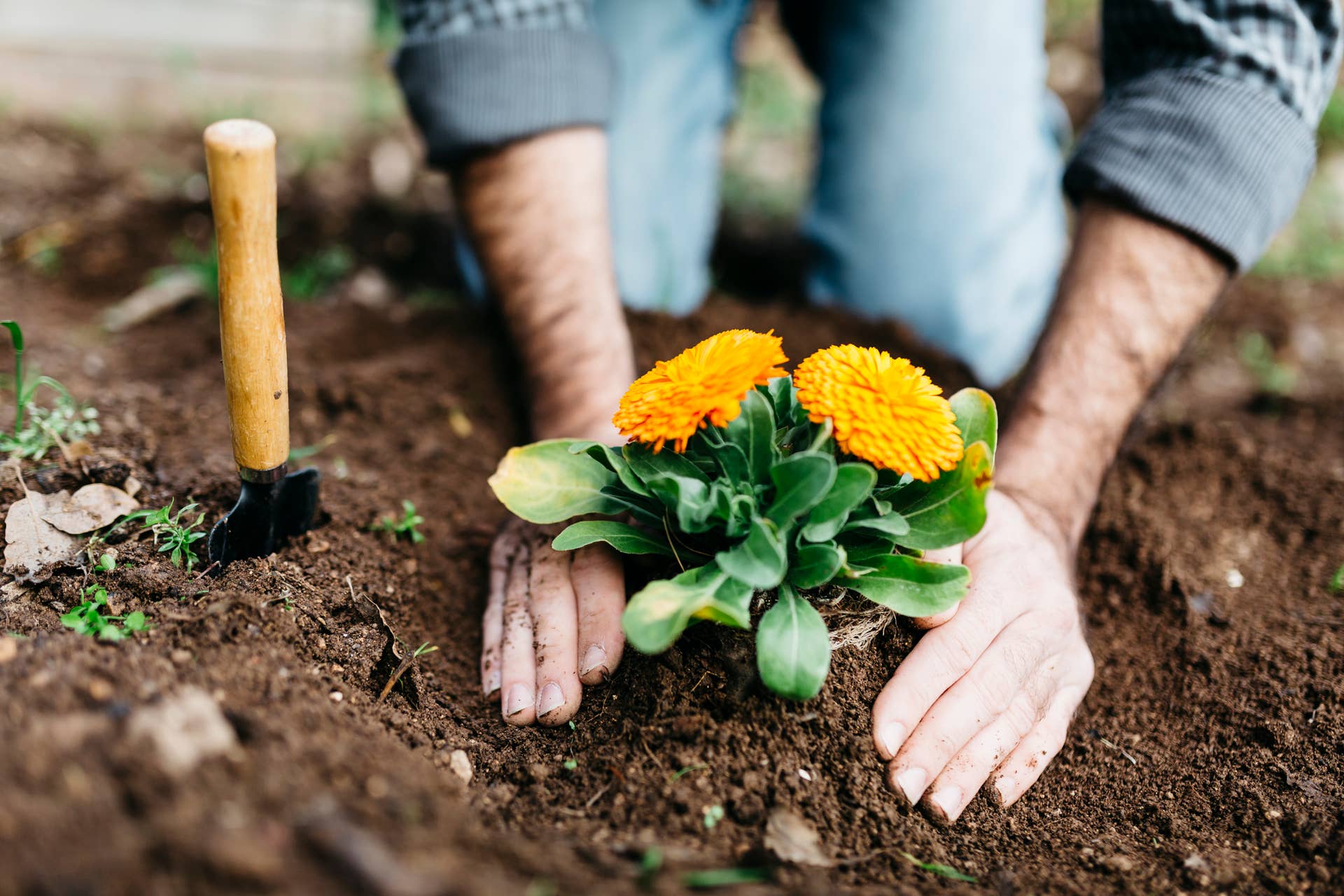 Guerilla Gardening: What Is It, and Should You Try It? - Dengarden