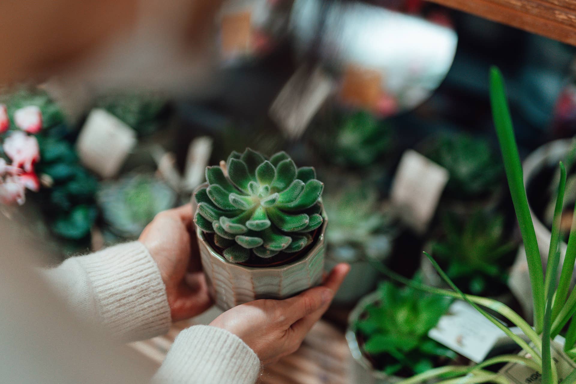 12 Best Plants to Give as Gifts—A Flower Alternative - Dengarden