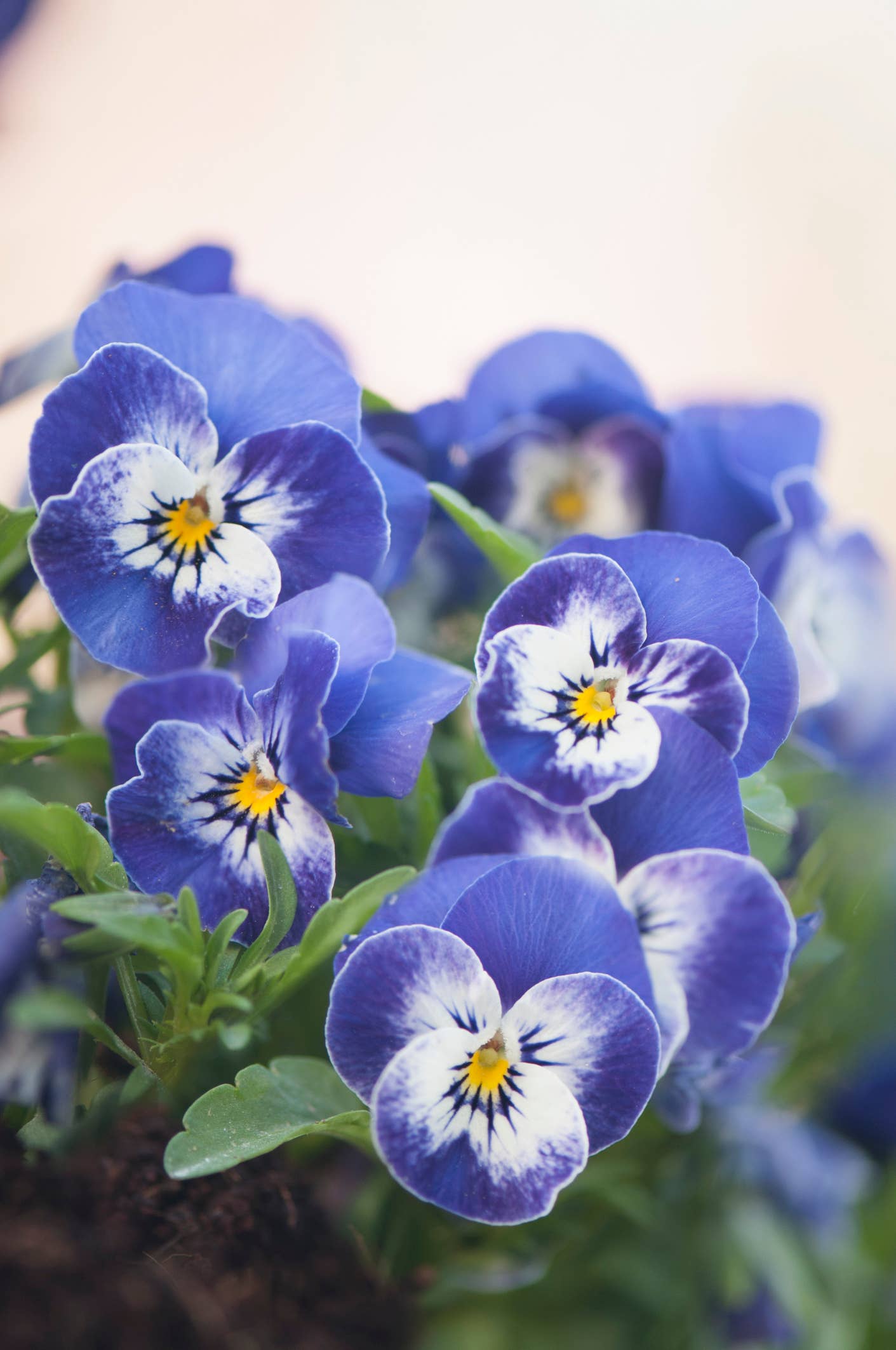 Best Winter Plants for Pots: 15 Plants That Thrive Even When Temps Drop ...