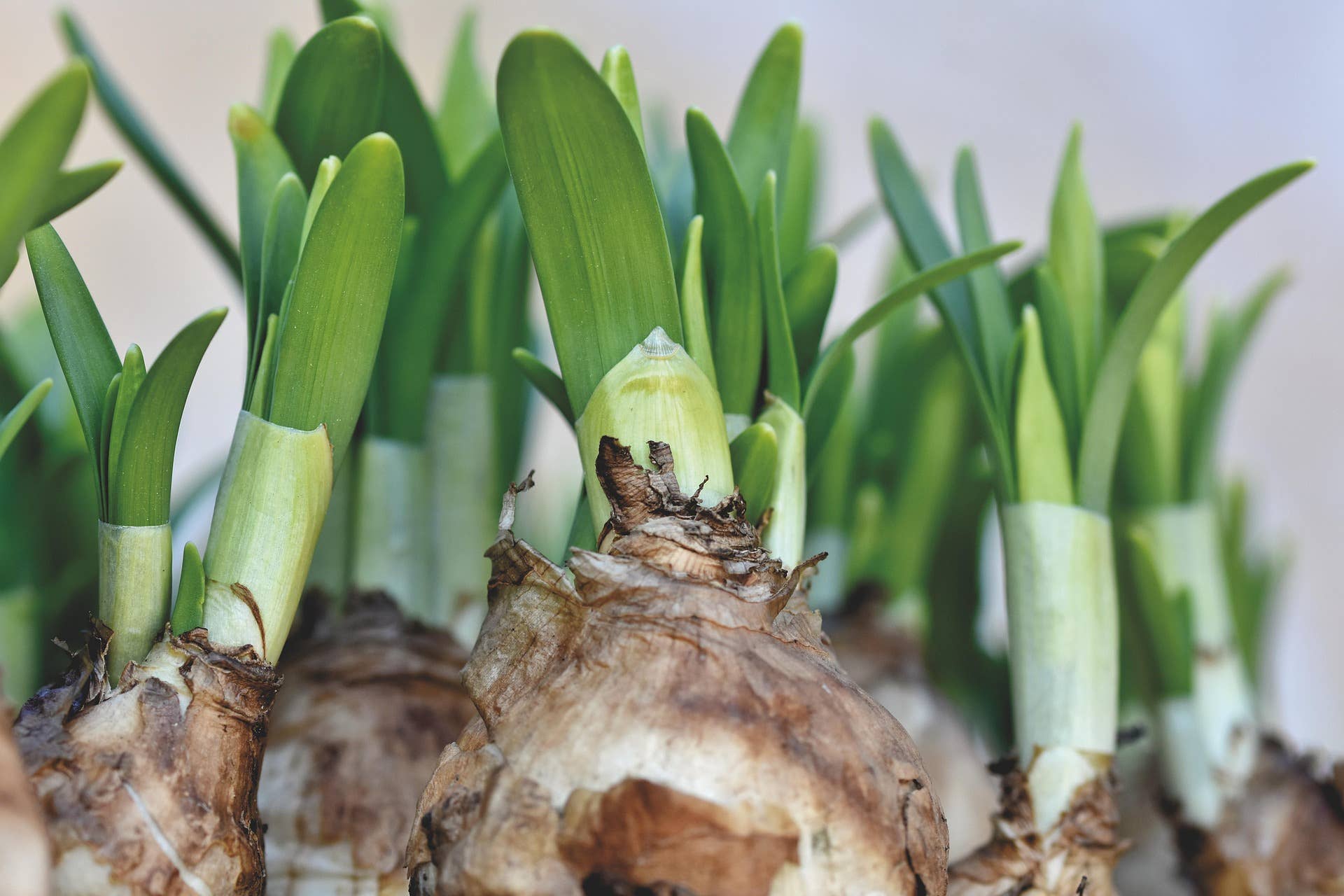 5 Easy Ways to Propagate Plants Using Nature's Methods - Dengarden