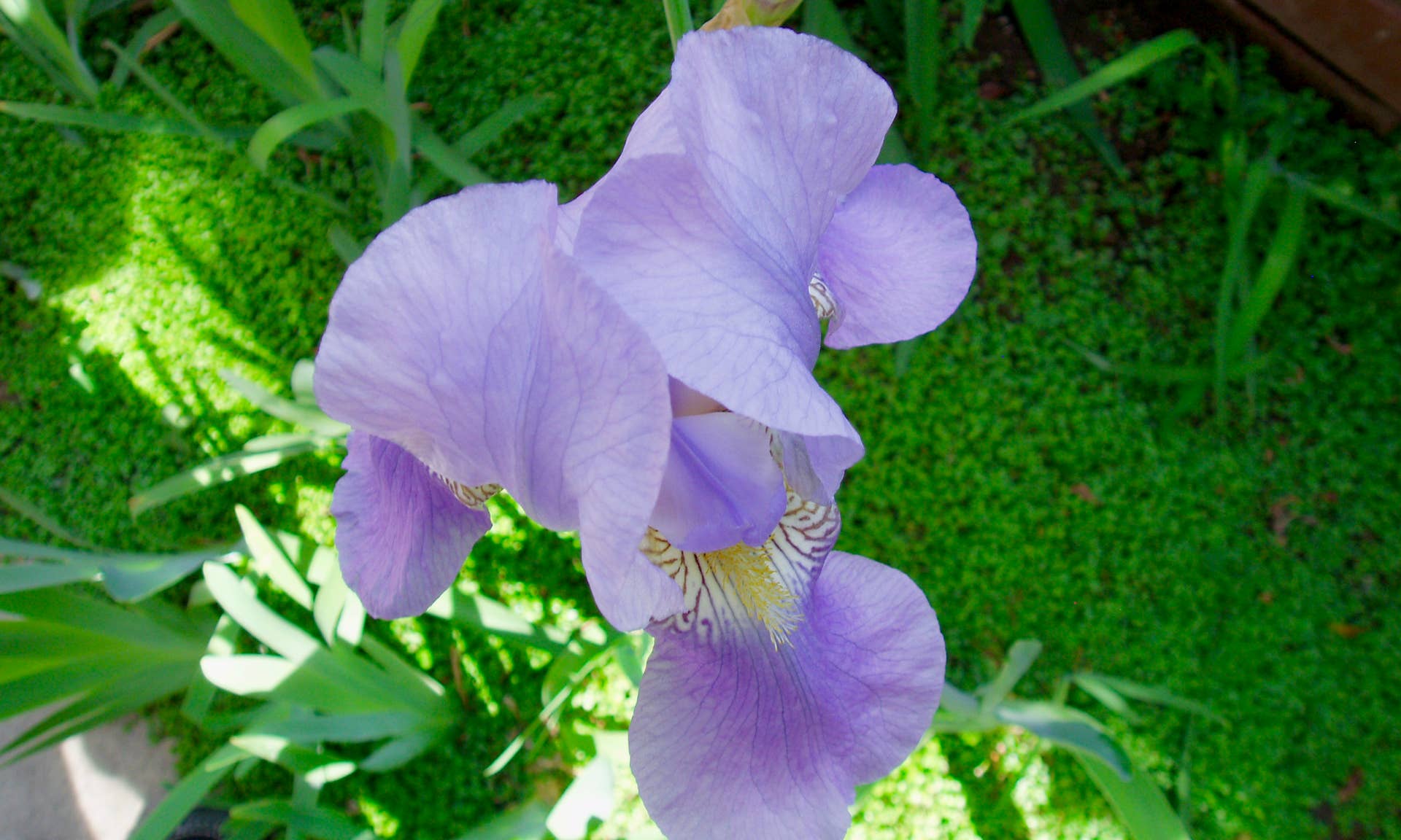 5 Easy Ways to Propagate Plants Using Nature's Methods - Dengarden