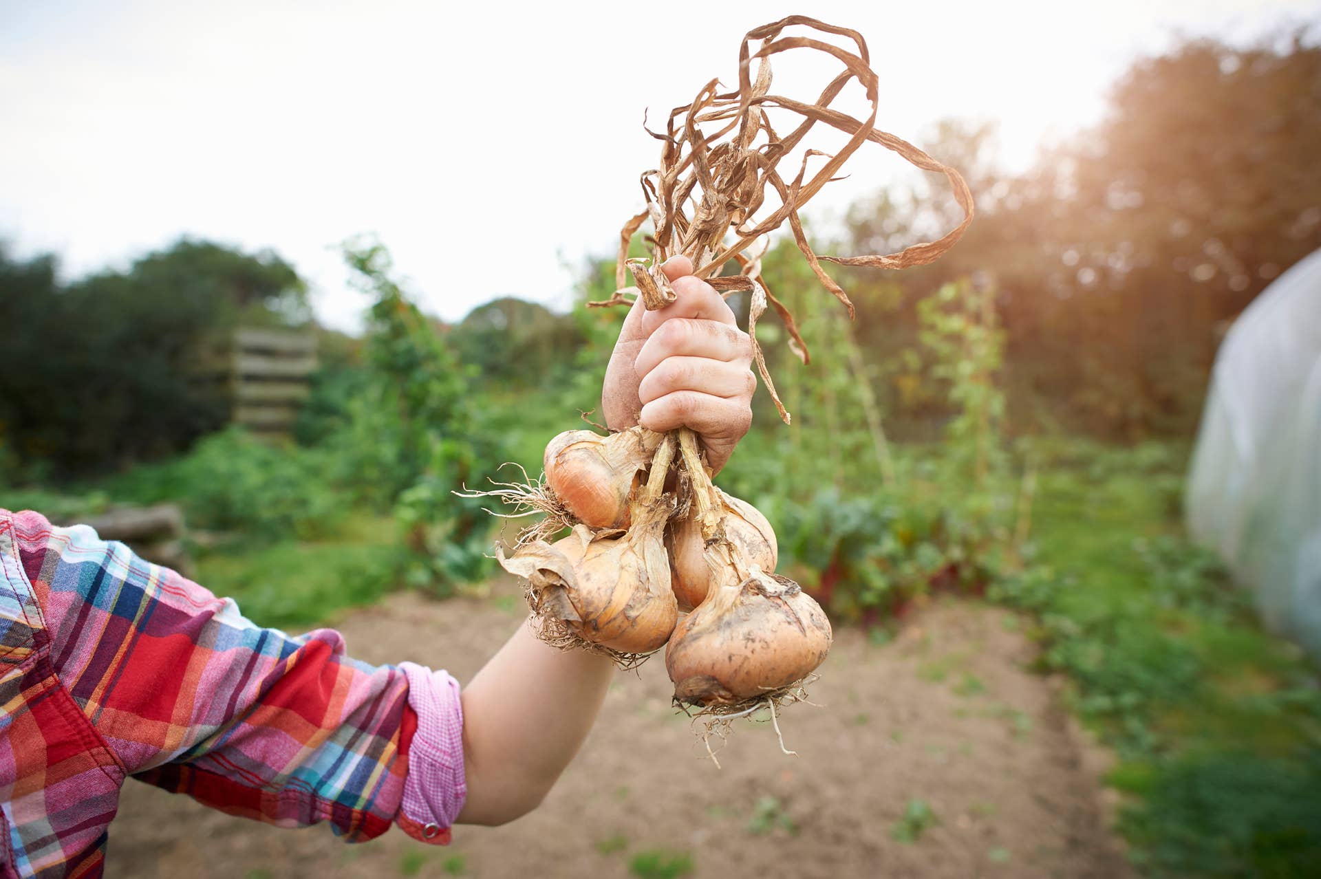 What is a Victory Garden? And How to Build Your Own - Dengarden