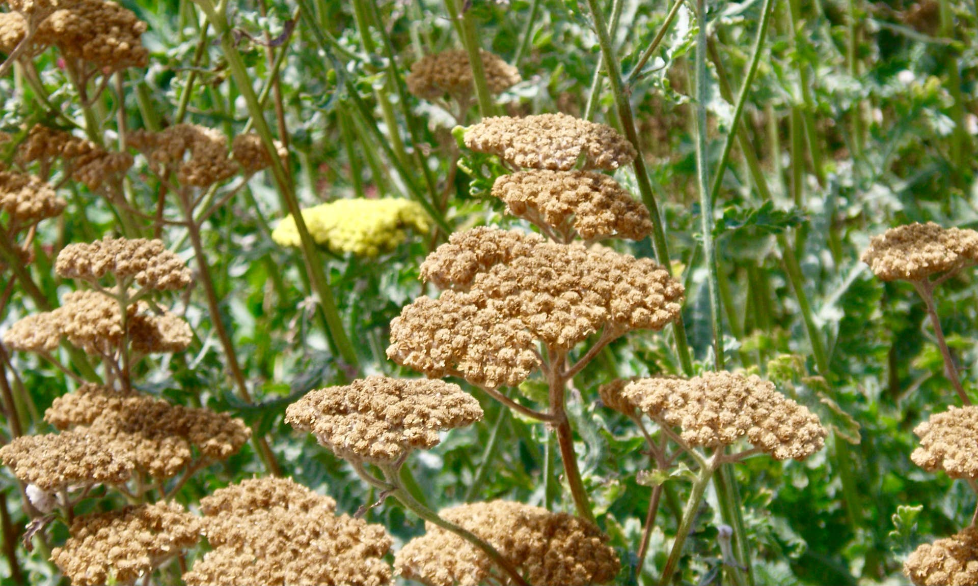 10 Fire-Resistant Plants & Their Fire-Resistant Traits - Dengarden