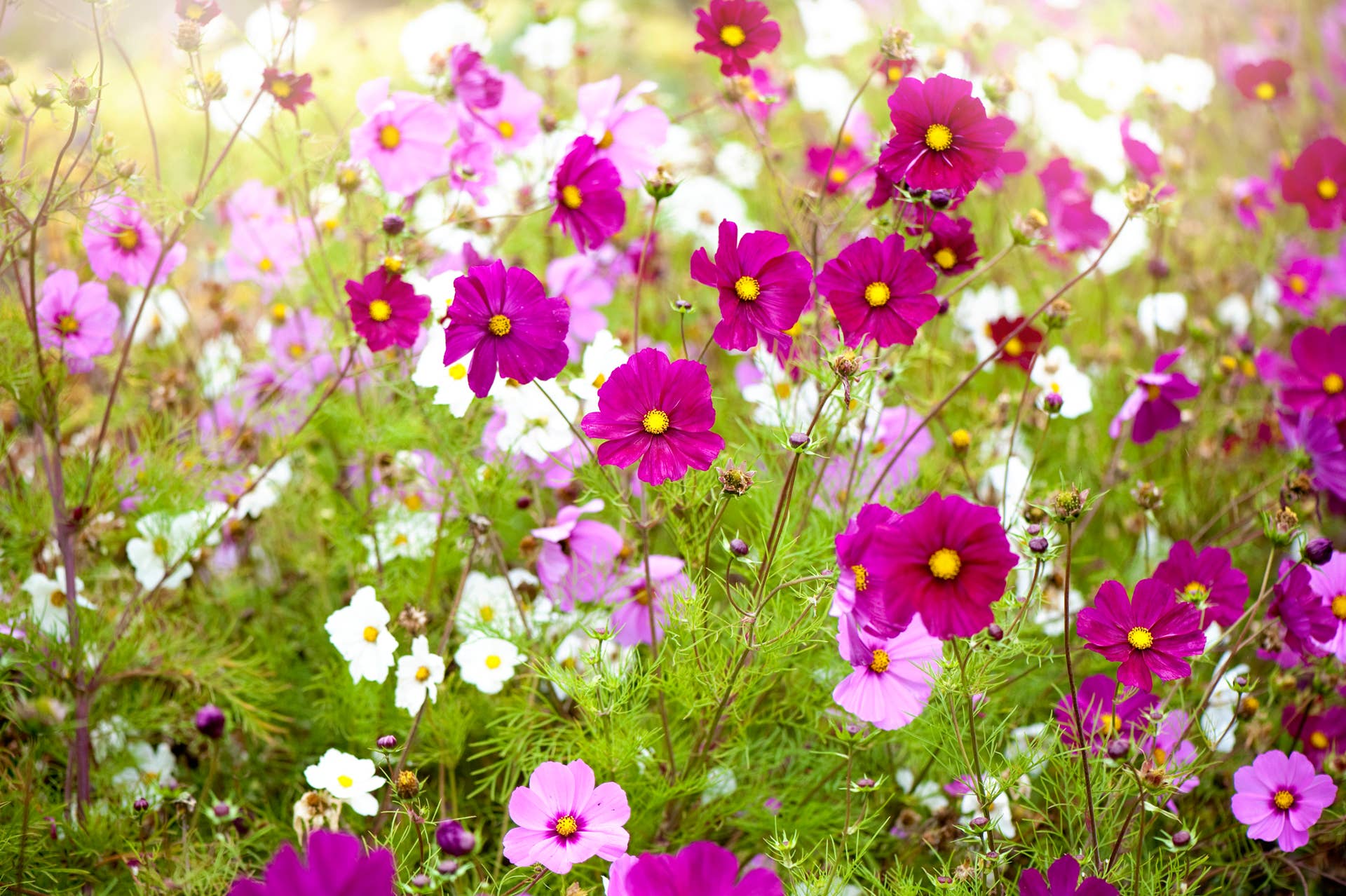 What to Plant In August - Dengarden