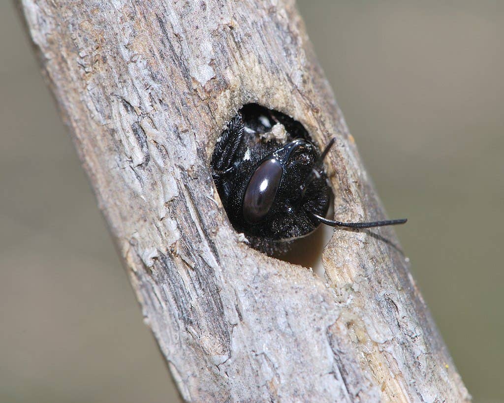 What Are Carpenter Bees and How to Stop Them - Dengarden