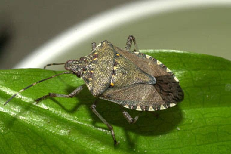 Brown Marmorated Stink Bug: Are they Dangerous, How to Get Rid of them ...