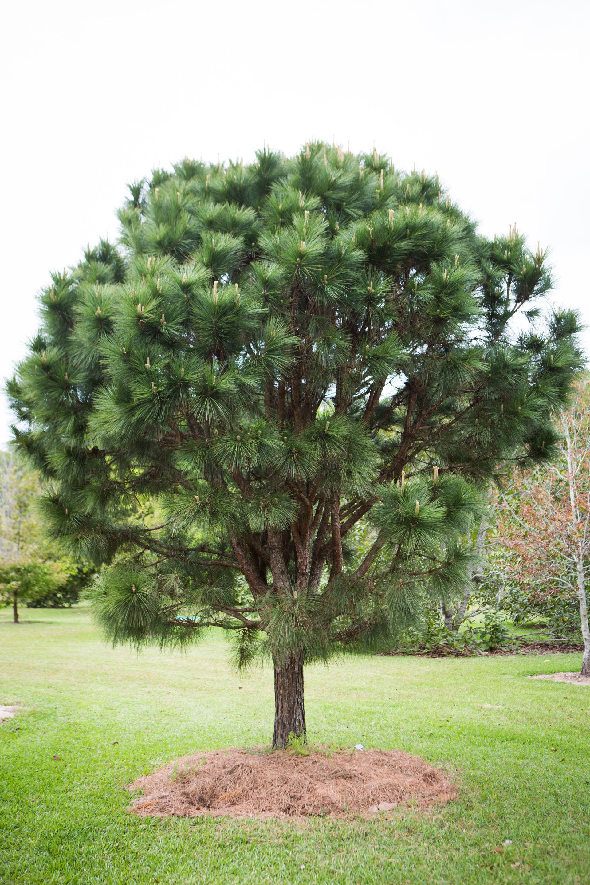 15 Best Trees for Privacy That Grow Fast and Look Beautiful - Dengarden