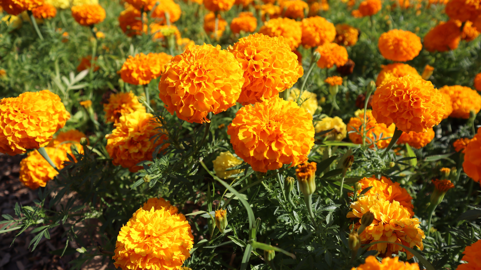 12 Rabbit-Resistant Plants for a Stunning, Pest-Free Garden - Dengarden