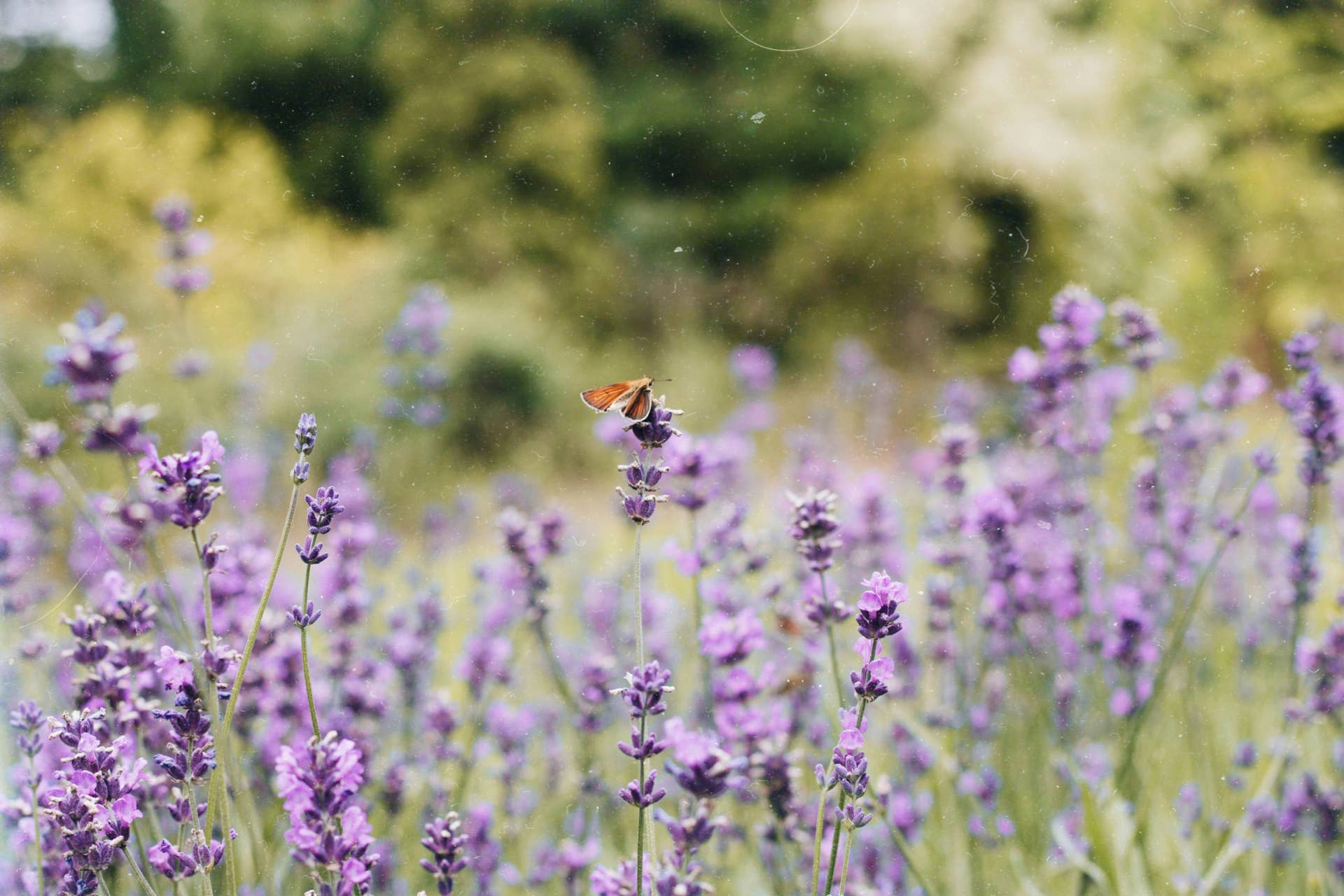 12 Rabbit-Resistant Plants for a Stunning, Pest-Free Garden - Dengarden