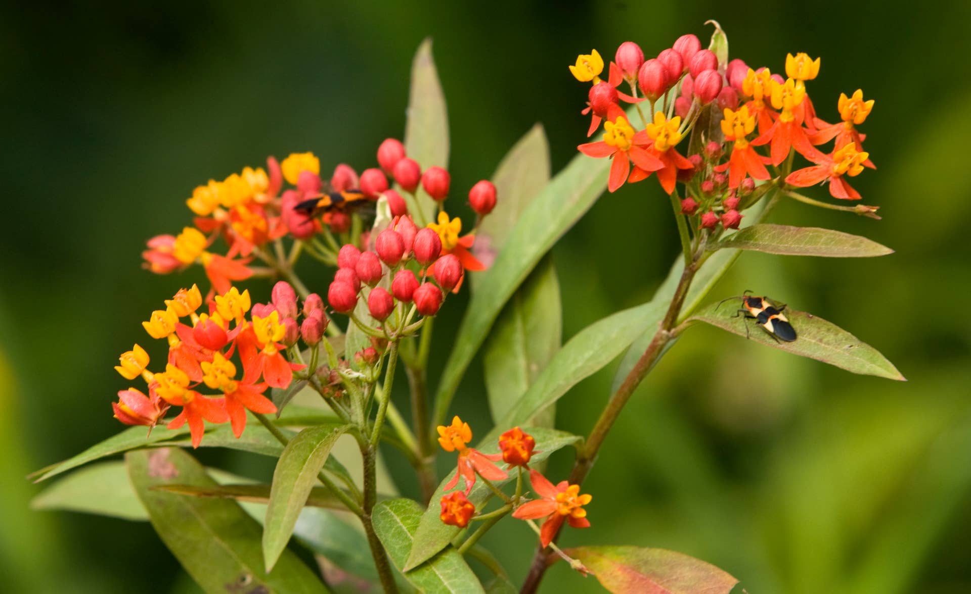12 Rabbit-Resistant Plants for a Stunning, Pest-Free Garden - Dengarden