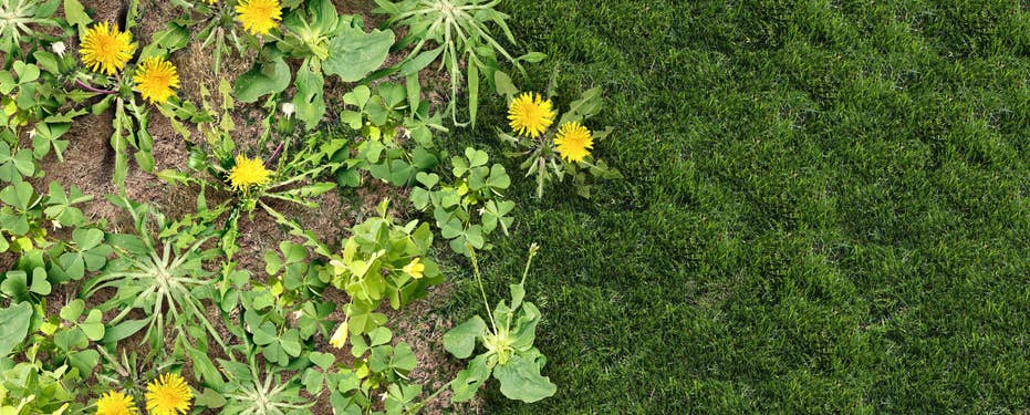 7 Ways to Get Rid of Dandelions Before they Take over Your Yard - Dengarden