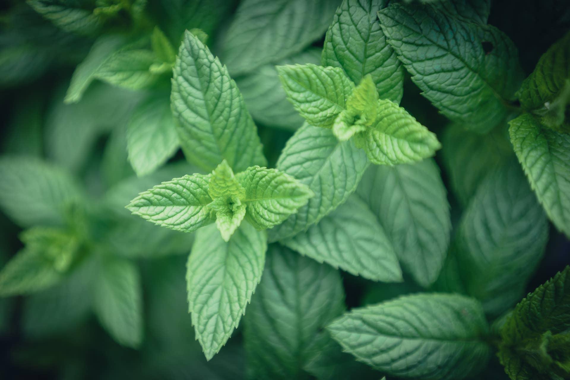 Did You Know You Have a Birth Month Herb? Here's What Yours Means ...