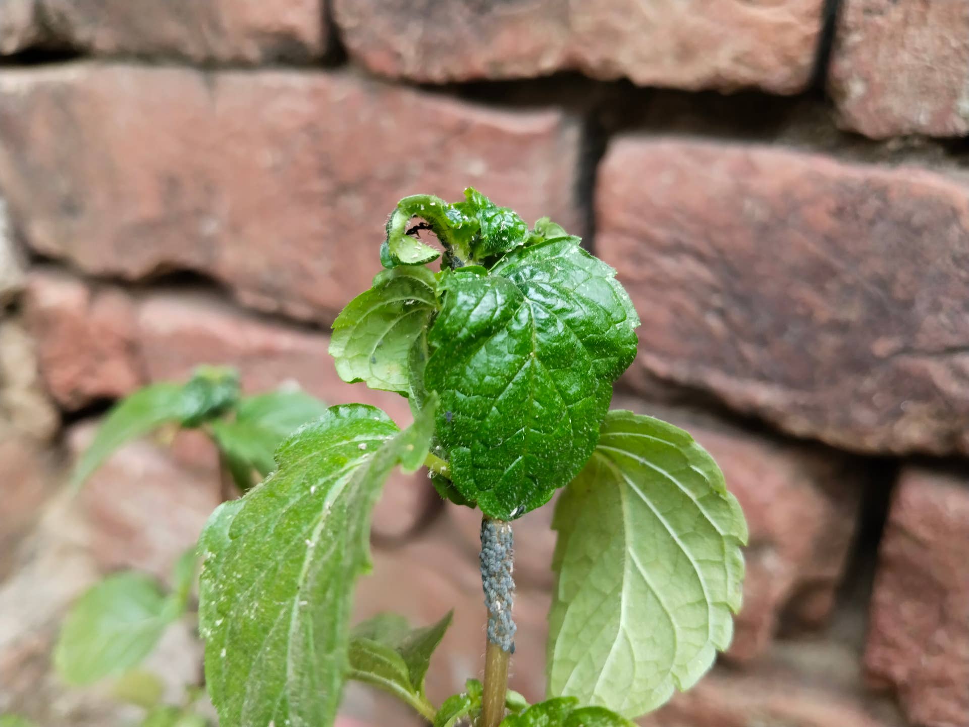 How to Identify and Get Rid of Mint Plant Pests - Dengarden