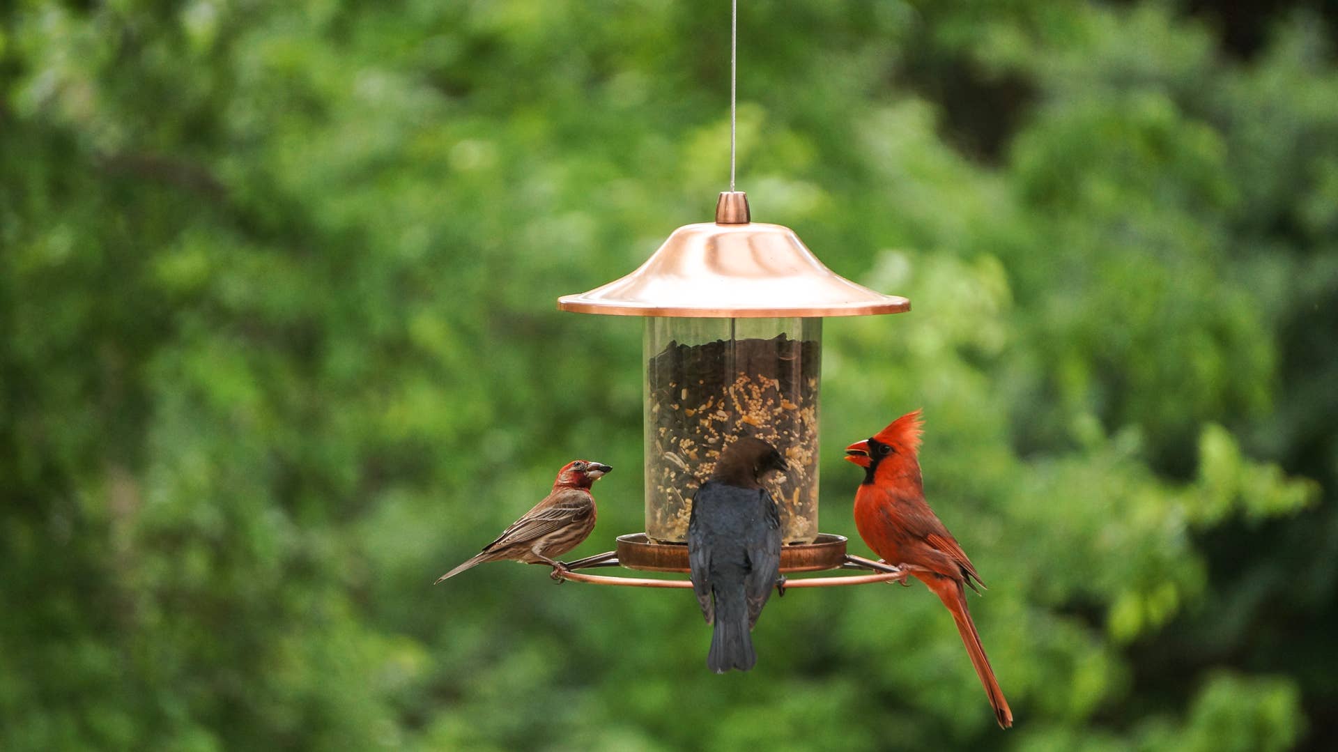 How to Landscape Under Bird Feeders - Dengarden