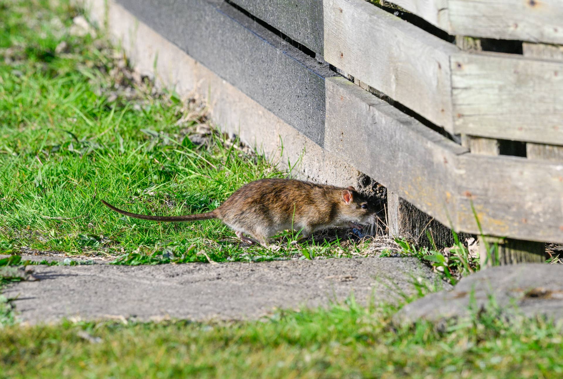 How Get Rid of Rats Under a Deck - Dengarden