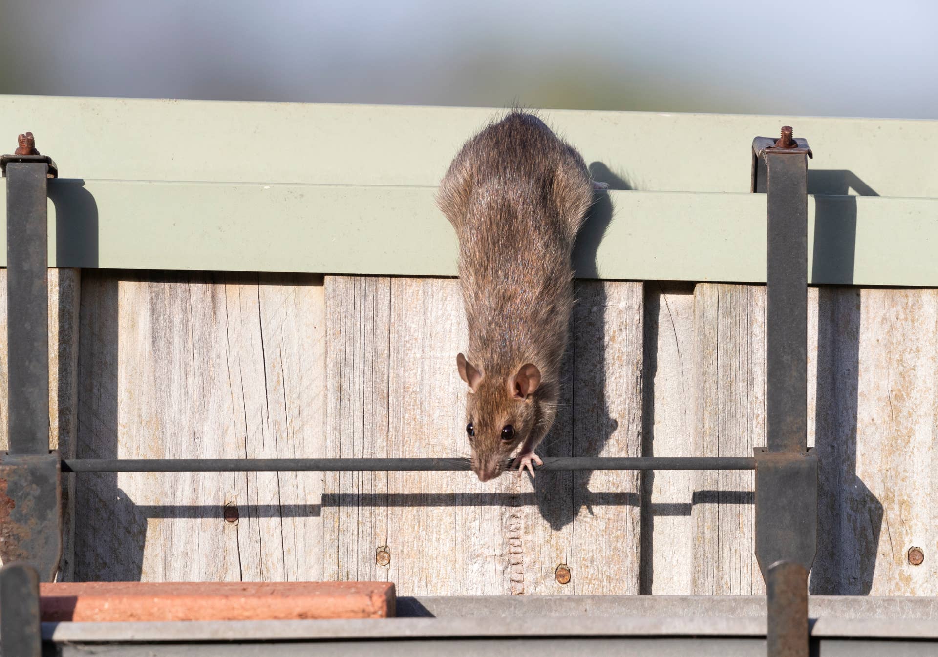 How Get Rid of Rats Under a Deck - Dengarden