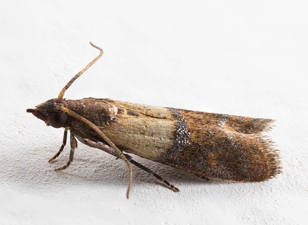 How to Identify and Deal With Insects in Your Kitchen - Dengarden