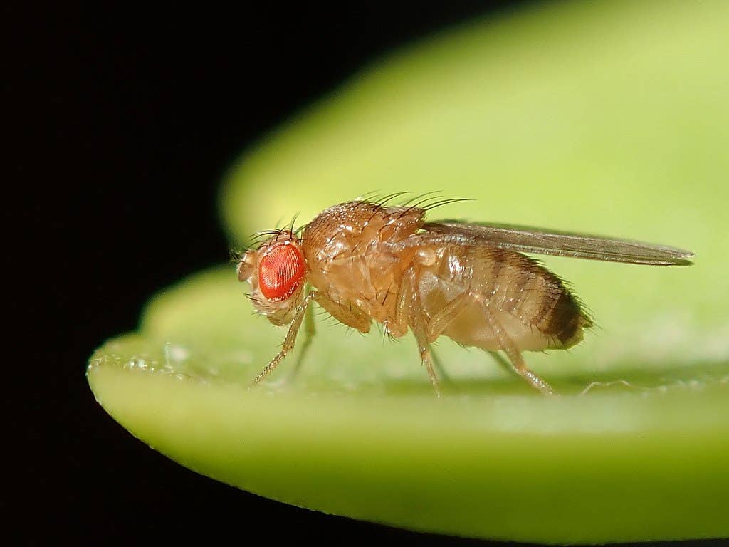 How to Identify and Deal With Insects in Your Kitchen - Dengarden