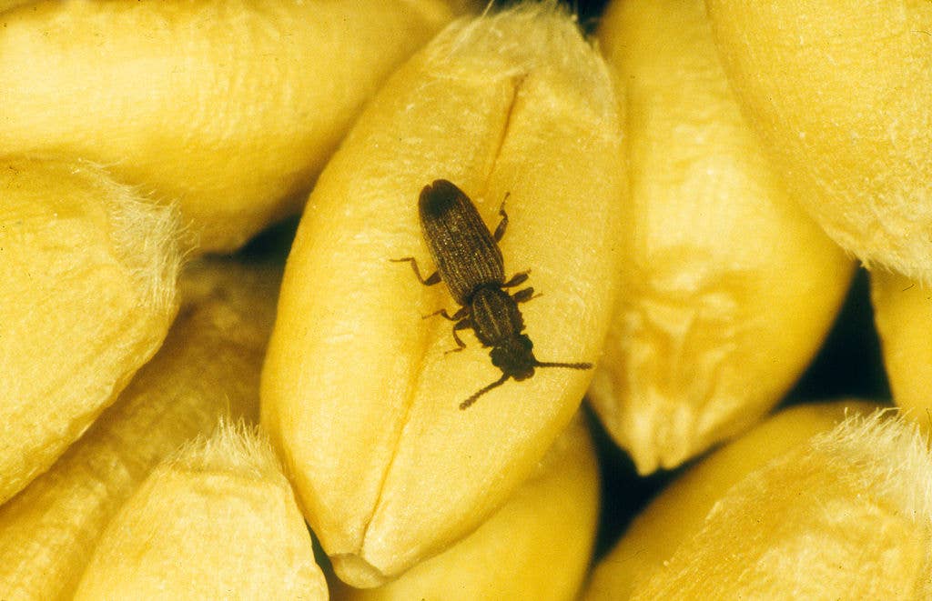 How to Identify and Deal With Insects in Your Kitchen - Dengarden