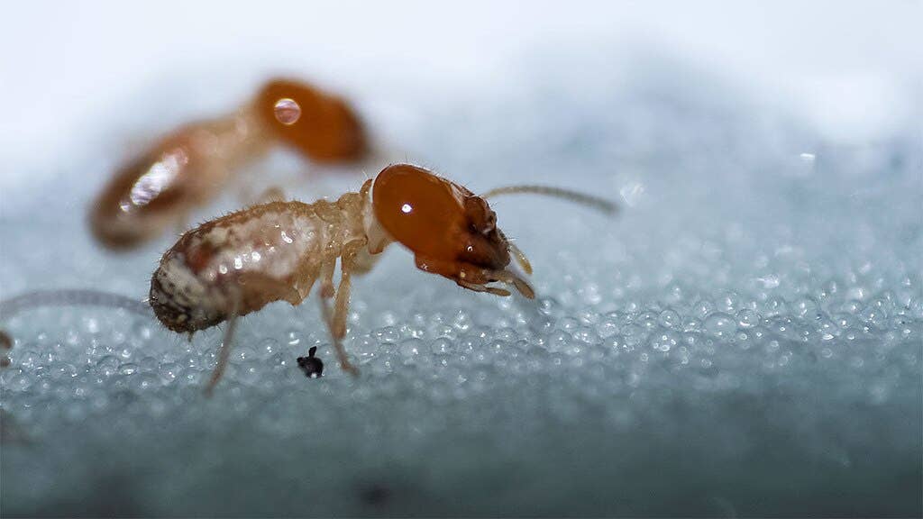 How to Identify and Deal With Bugs in Your Basement - Dengarden