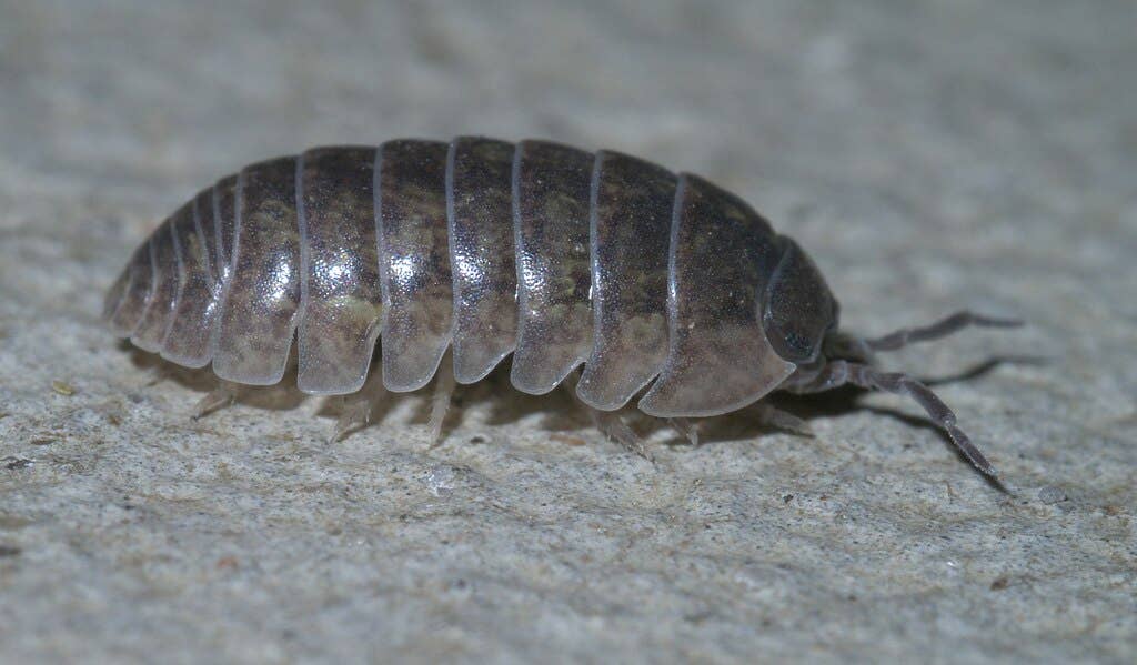 How to Identify and Deal With Bugs in Your Basement - Dengarden