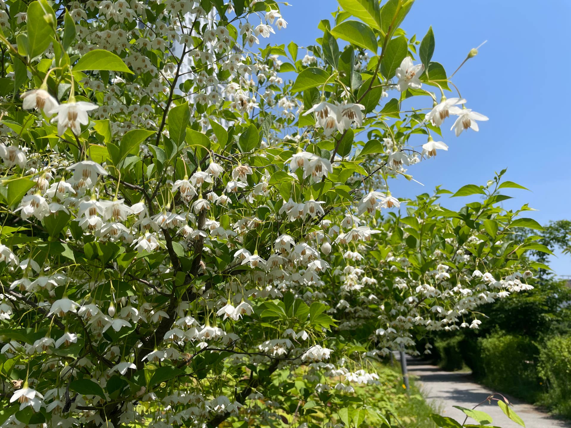 The Best Small Trees for a Small Yard or Garden - Dengarden