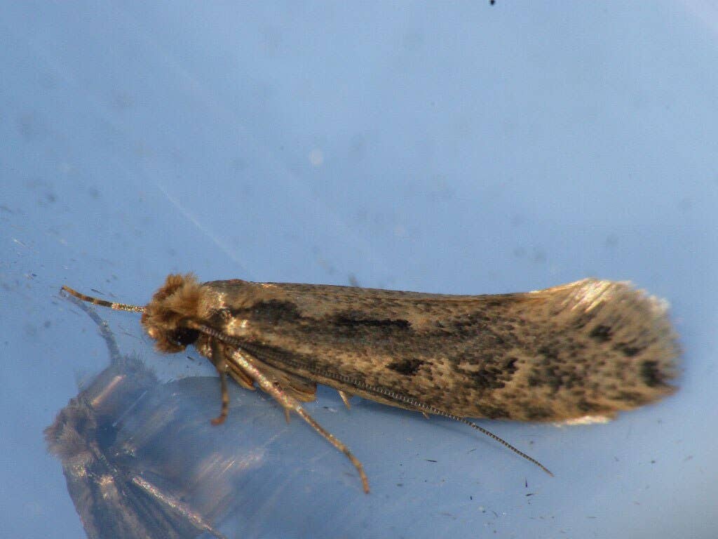 How to Identify and Get Rid of Clothes Moths in Your Home - Dengarden