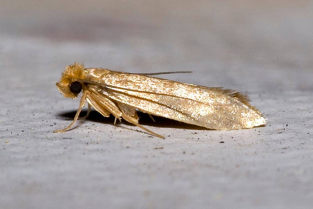 How to Identify and Get Rid of Clothes Moths in Your Home - Dengarden