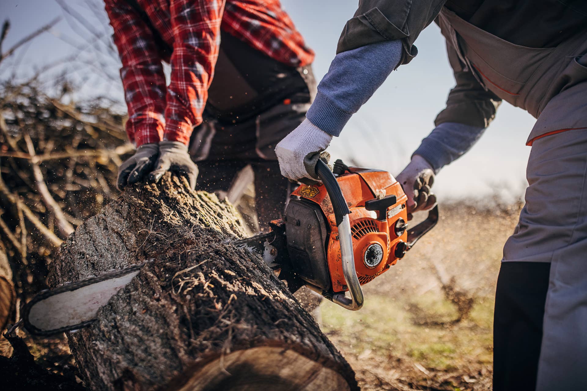 The Best Tree Saws for Every Backyard and Garden Task - Dengarden