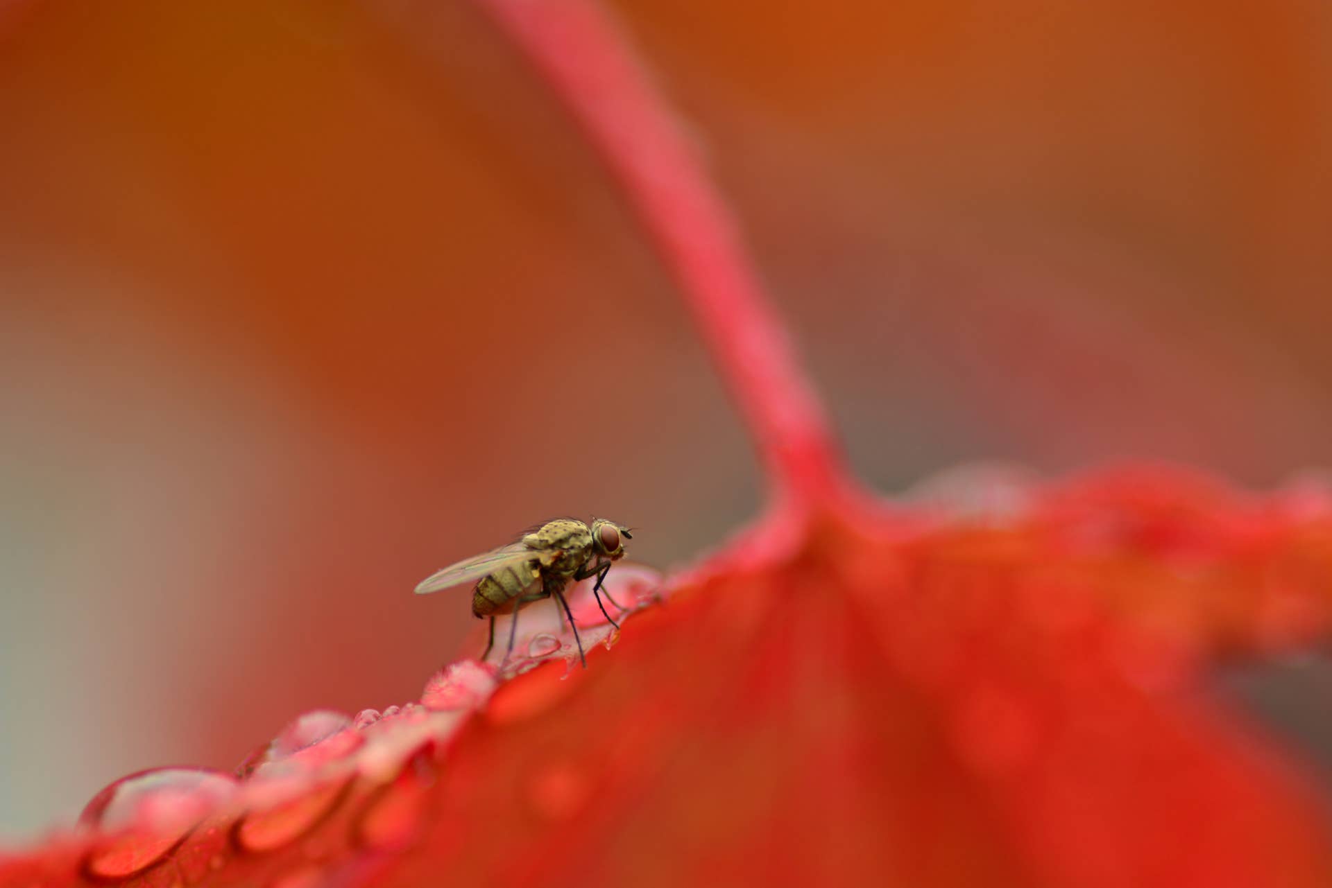 How to Identify and Control Insects and Bugs in Drains - Dengarden