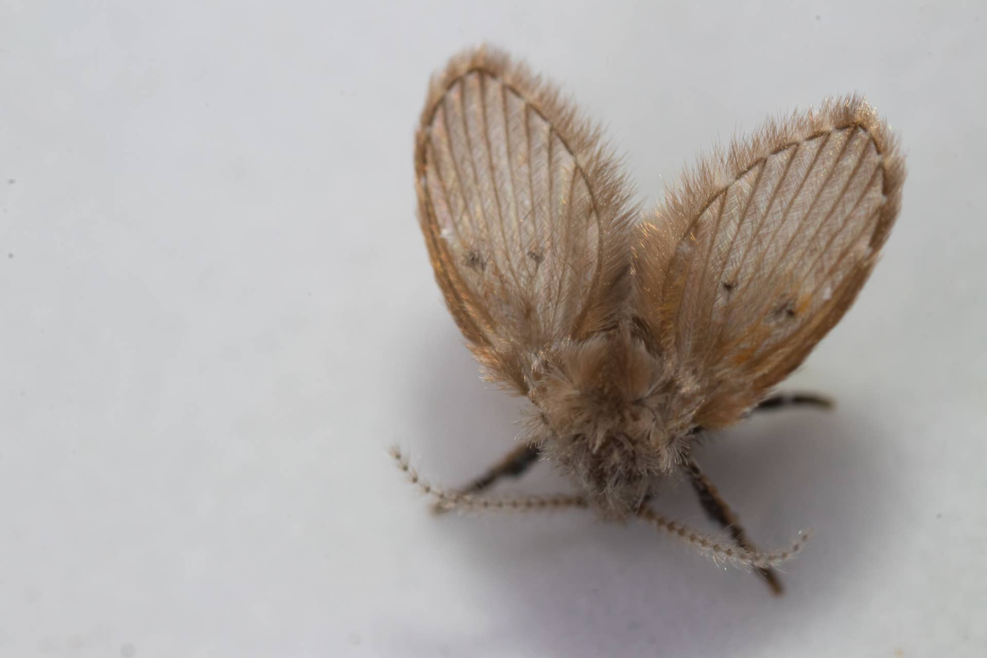 How to Identify and Control Insects and Bugs in Drains - Dengarden