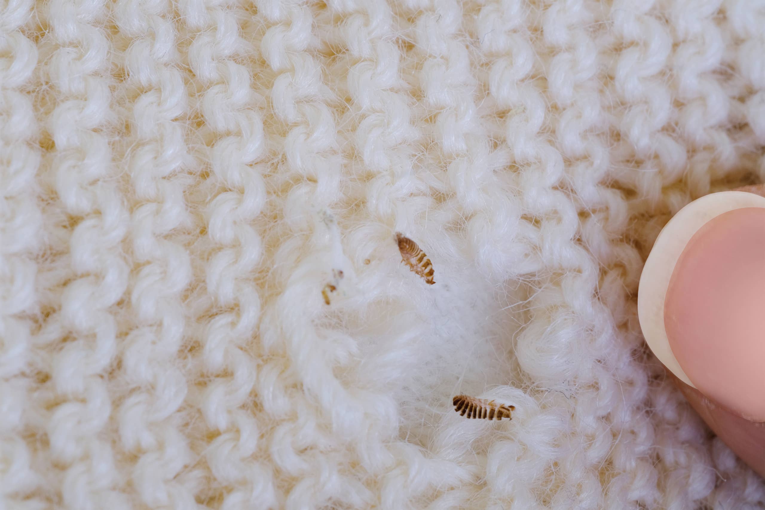 How to Identify and Get Rid of Clothes Moths in Your Home - Dengarden