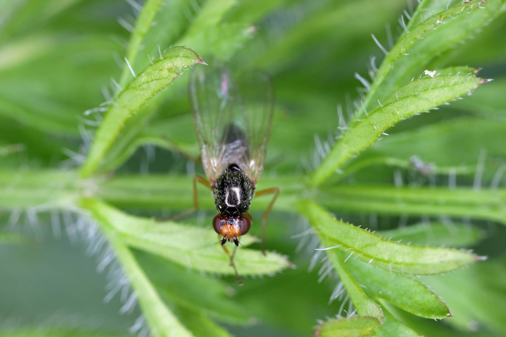 What's Eating Your Parsley? See Our Guide to Parsley Pests - Dengarden