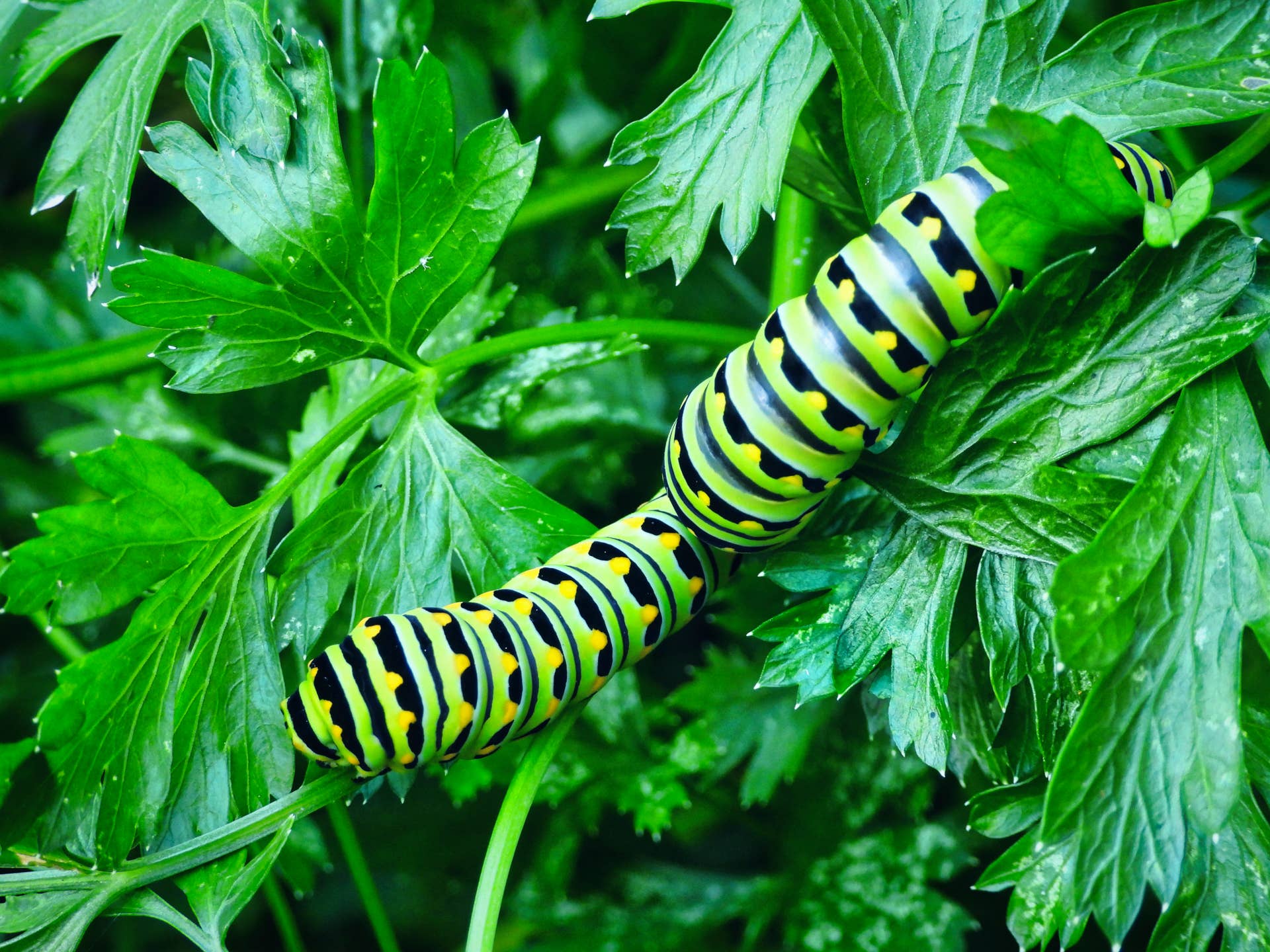 What's Eating Your Parsley? See Our Guide to Parsley Pests - Dengarden