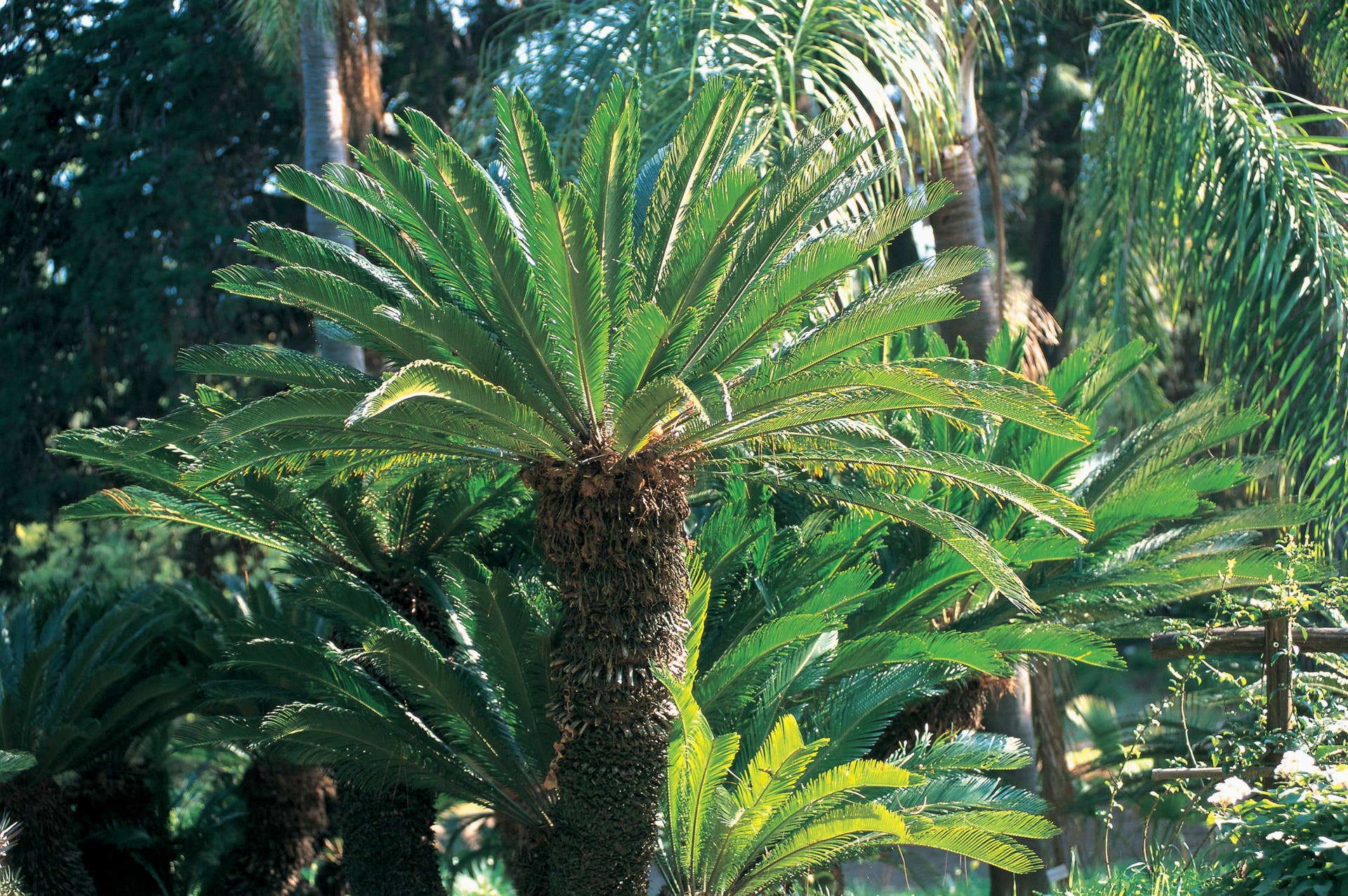 How to Care for a Sago Palm (and Why They Are So Difficult) - Dengarden