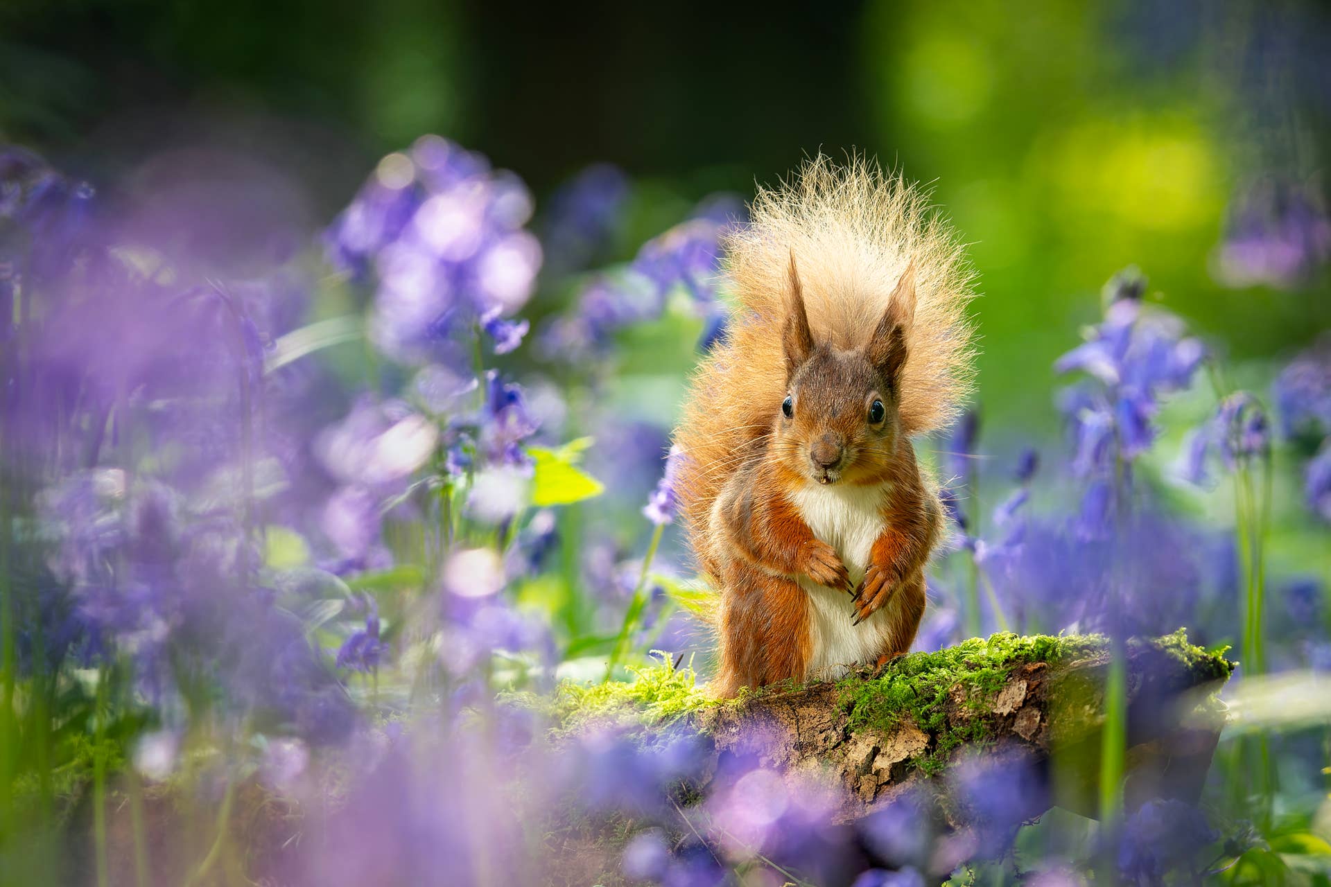 How to Stop Squirrels From Digging up Your Bulbs - Dengarden