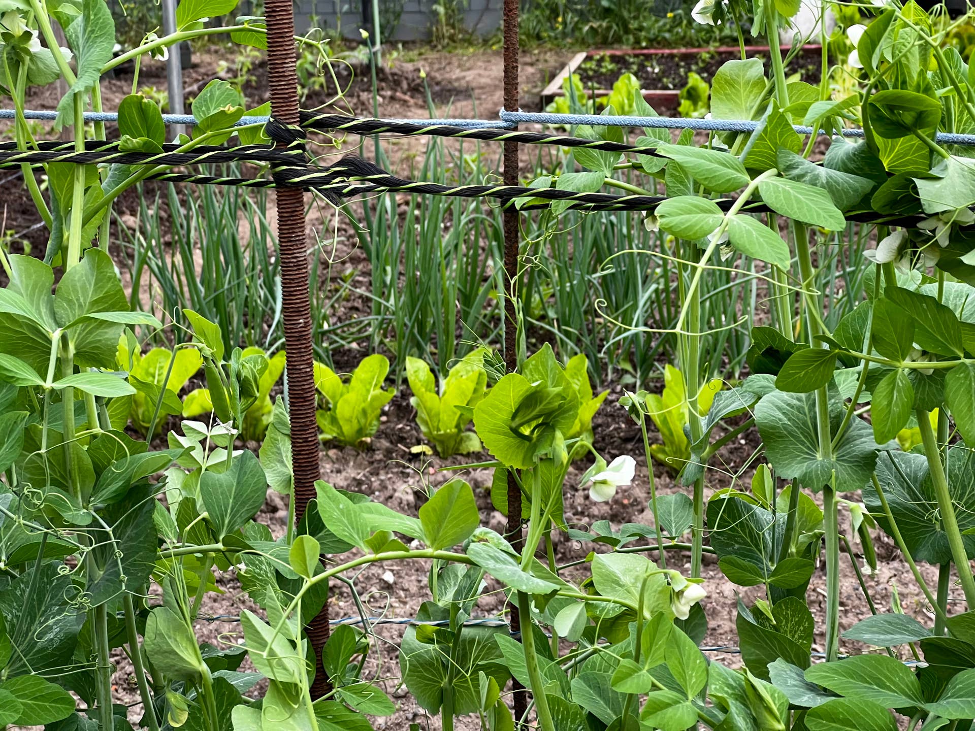 DIY Pea Trellis: How to Build a Simple Pea Trellis in Your Garden ...