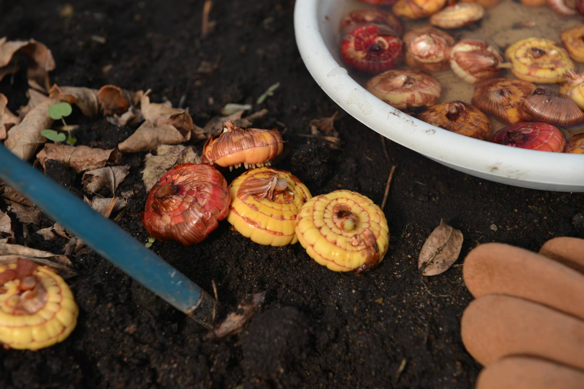 How to Dig Up Gladiolus Bulbs Before Frost Hits According to Experts ...